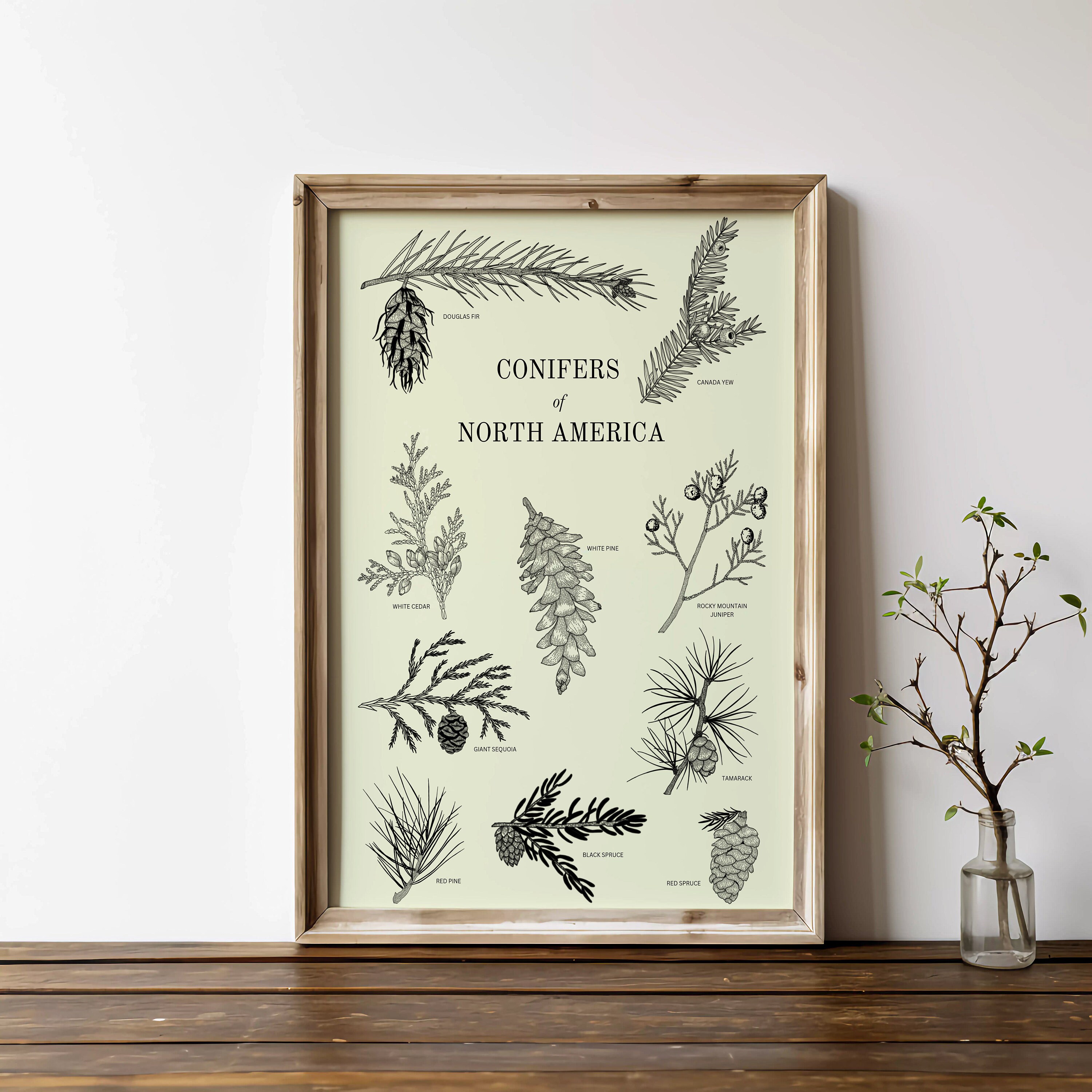 MAILED PRINT Conifers of North America Print Montessori Print ...