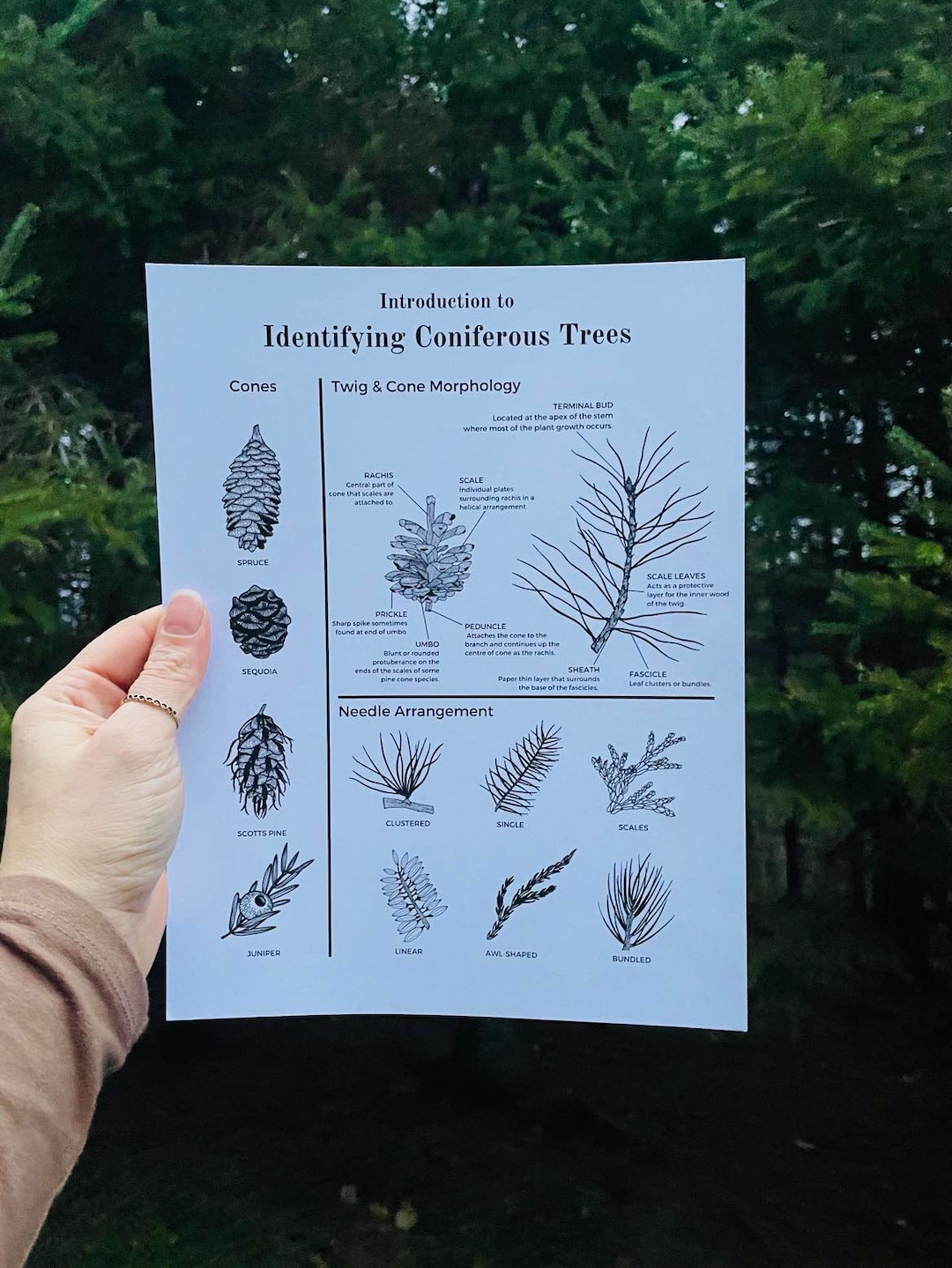 MAILED PRINT Educational Coniferous Identification Guide Educational ...