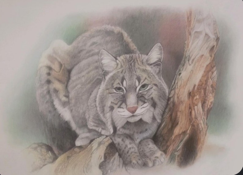 Bobcat - Etsy