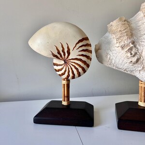 Palacek Decorative Faux Shell Set on Bamboo Wood Base, Vintage Nautilus ...