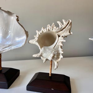 Palacek Decorative Faux Shell Set on Bamboo Wood Base, Vintage Nautilus ...