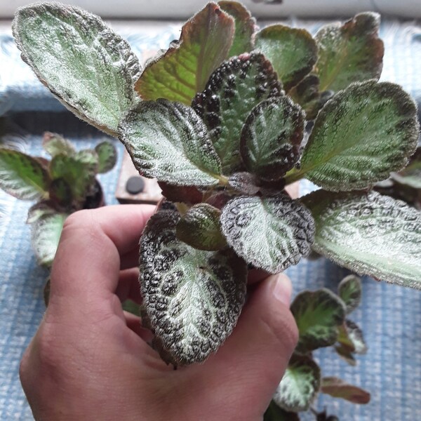 Episcia - Etsy