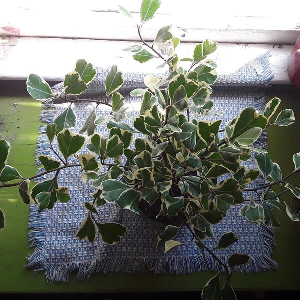 Ficus Triangularis Variegated - Etsy