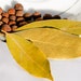 50g Organic Bay Leaves From Kerala India - Etsy