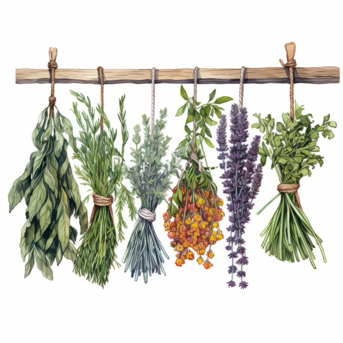 9 Watercolor Herbs Clipart Hanging Herbs Clipart Card Making - Etsy
