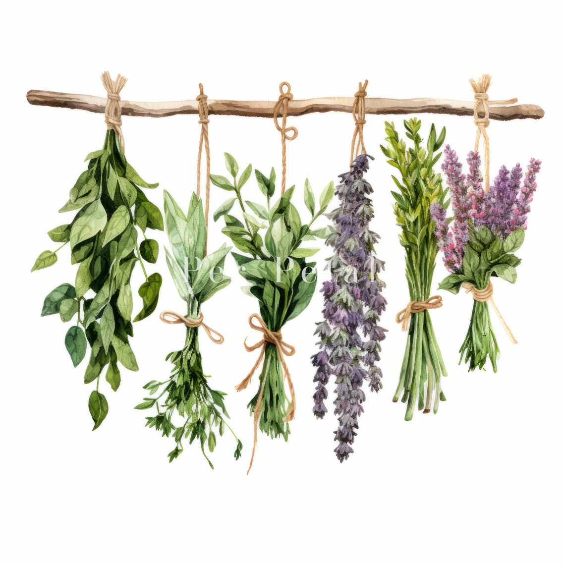 9 Watercolor Herbs Clipart Hanging Herbs Clipart Card Making Mixed ...