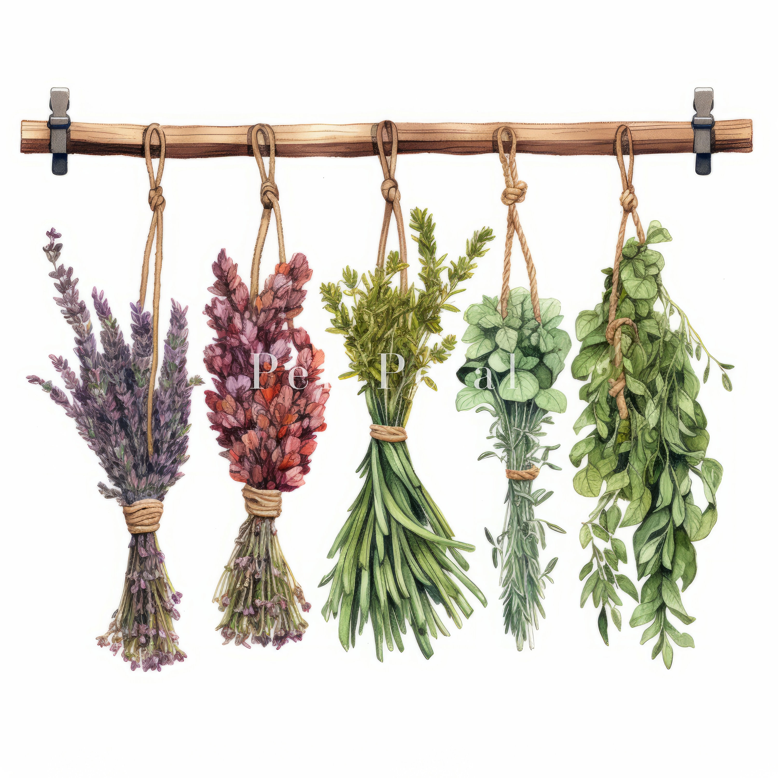 9 Watercolor Herbs Clipart Hanging Herbs Clipart Card Making Mixed ...