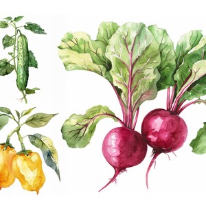 9 Watercolor Veggies Clipart Watercolor Leafy Green Clipart Card Making ...