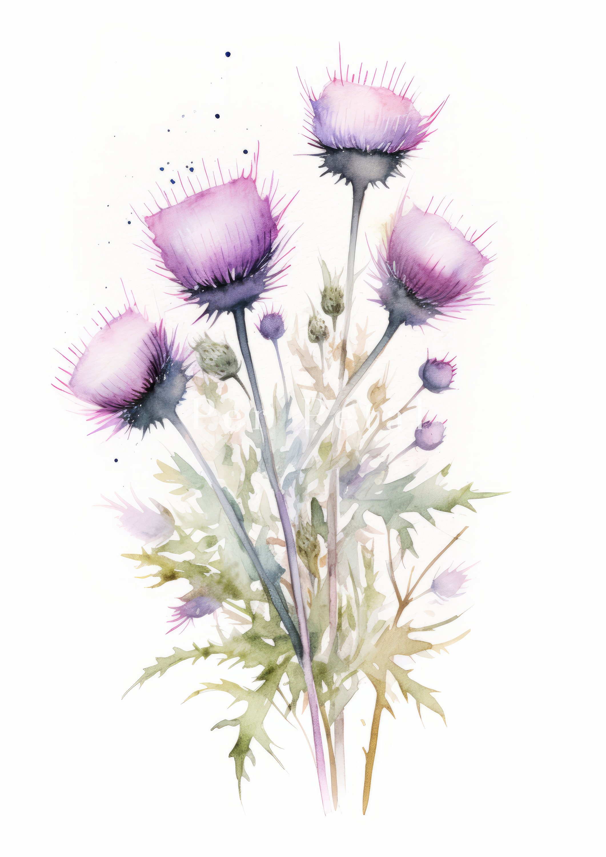 9 Watercolor Thistle Clipart Meadow Clipart Card Making Mixed Media ...