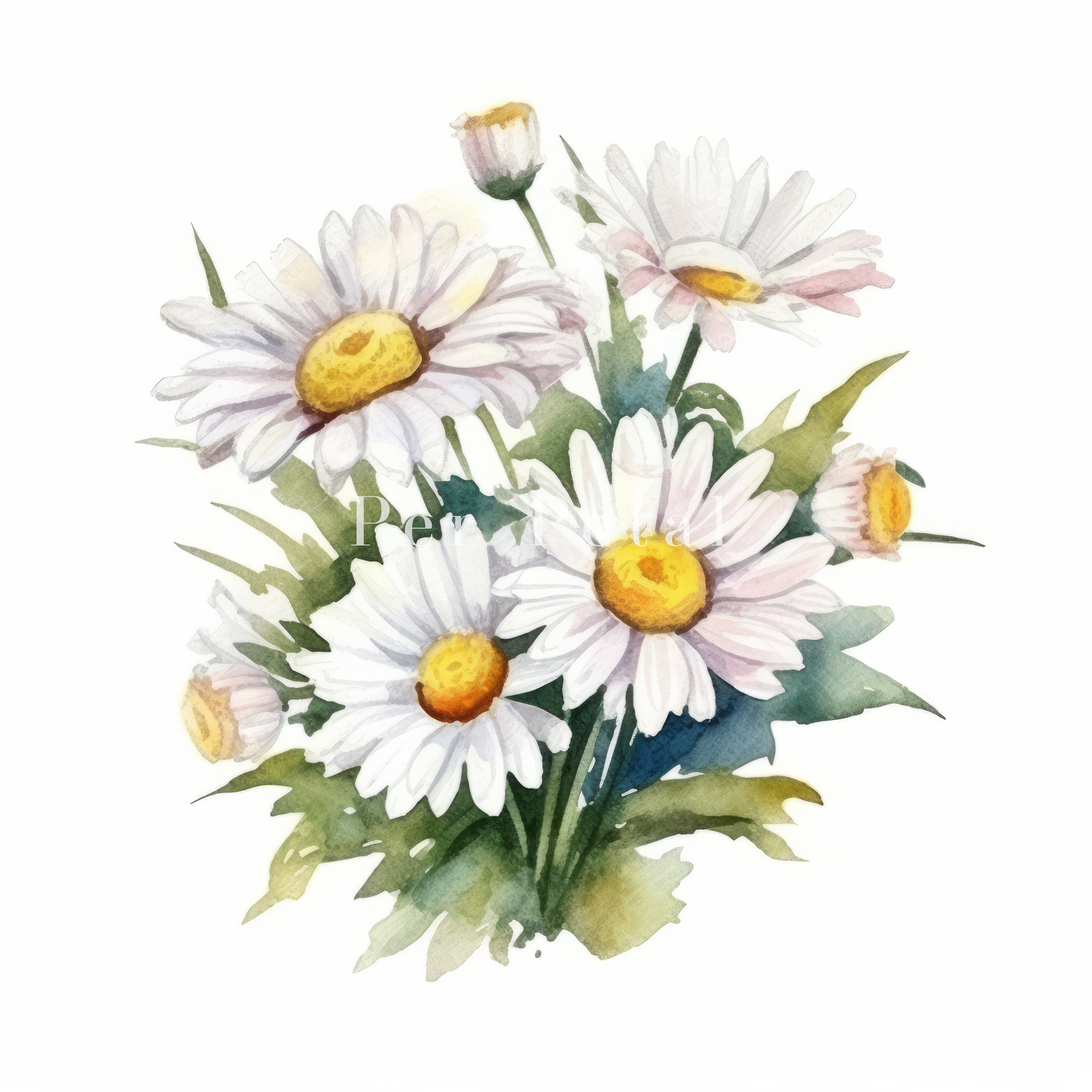 9 Watercolor Daisy Clipart High Quality Jpgs Card Making Mixed Media ...