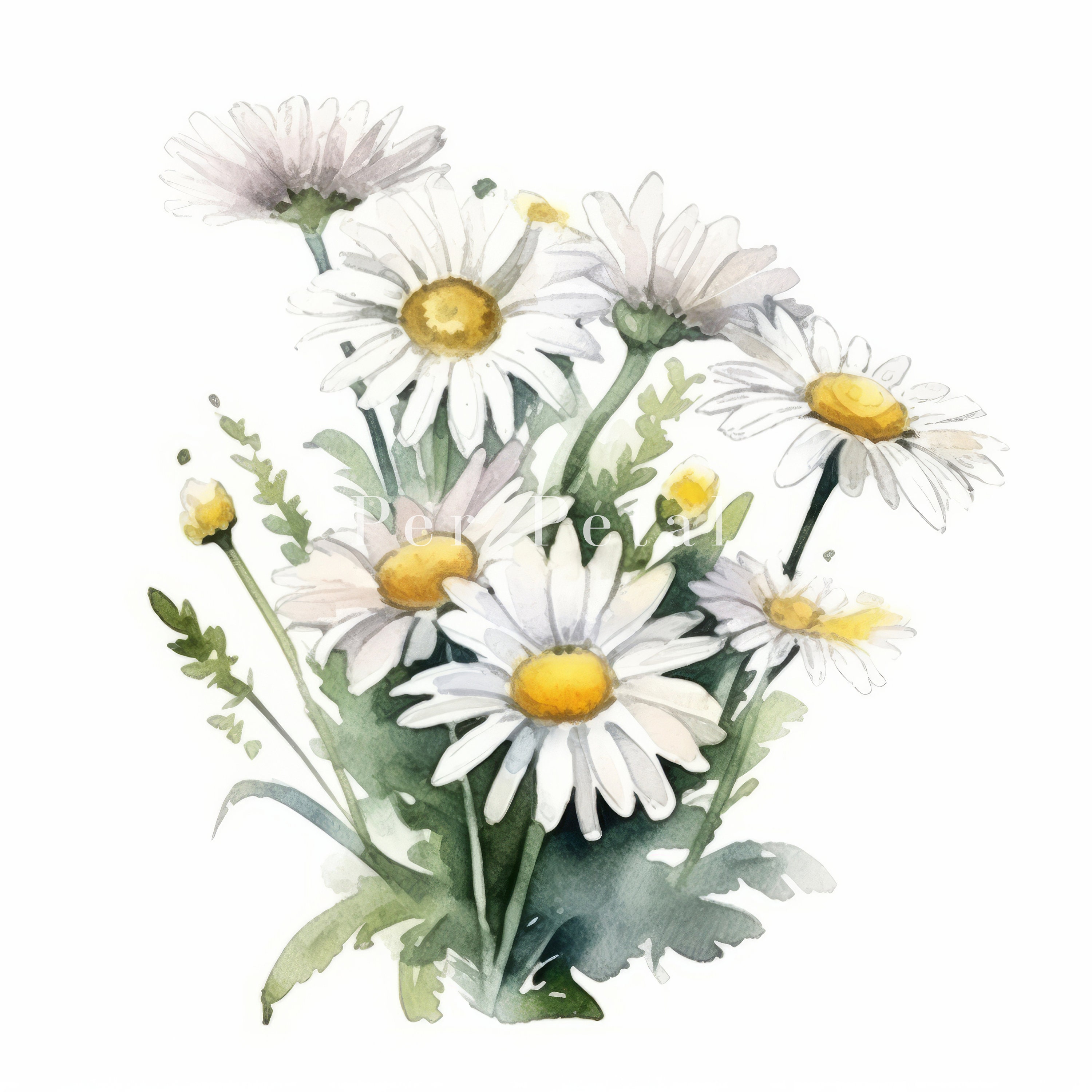 9 Watercolor Daisy Clipart High Quality Jpgs Card Making Mixed Media ...