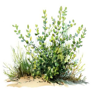 9 Watercolor Green Bush Clipart Sage Green Plants Clipart Printable ...