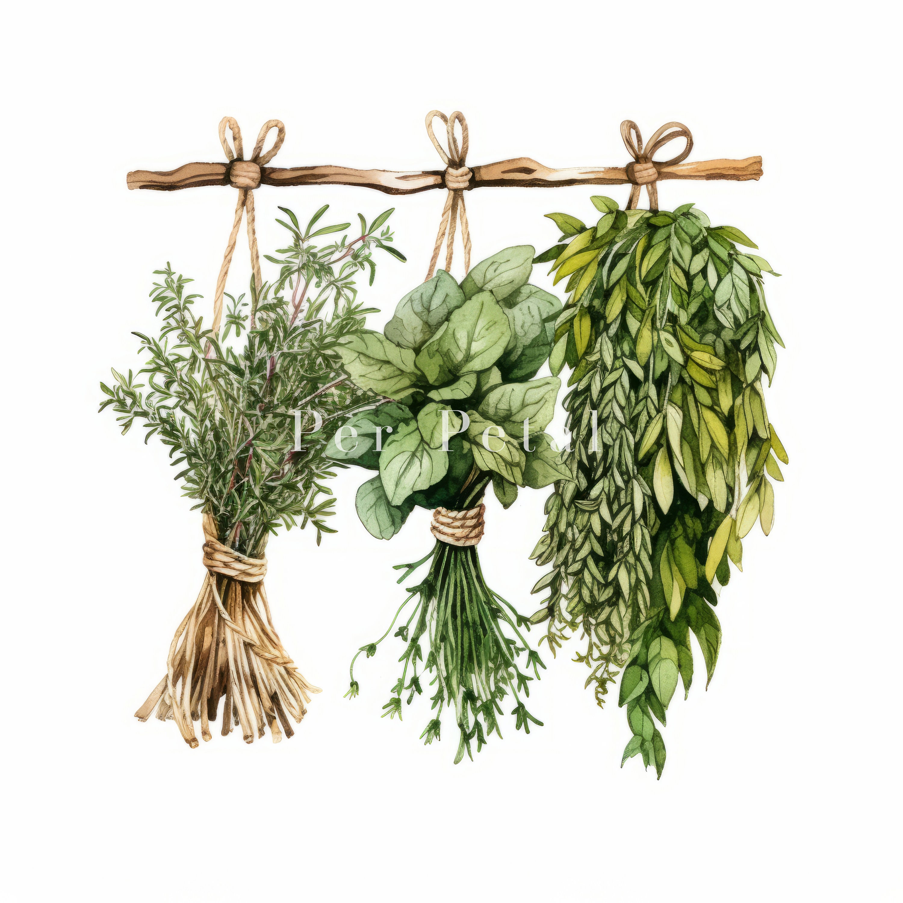 9 Watercolor Herbs Clipart Hanging Herbs Clipart Card Making Mixed ...