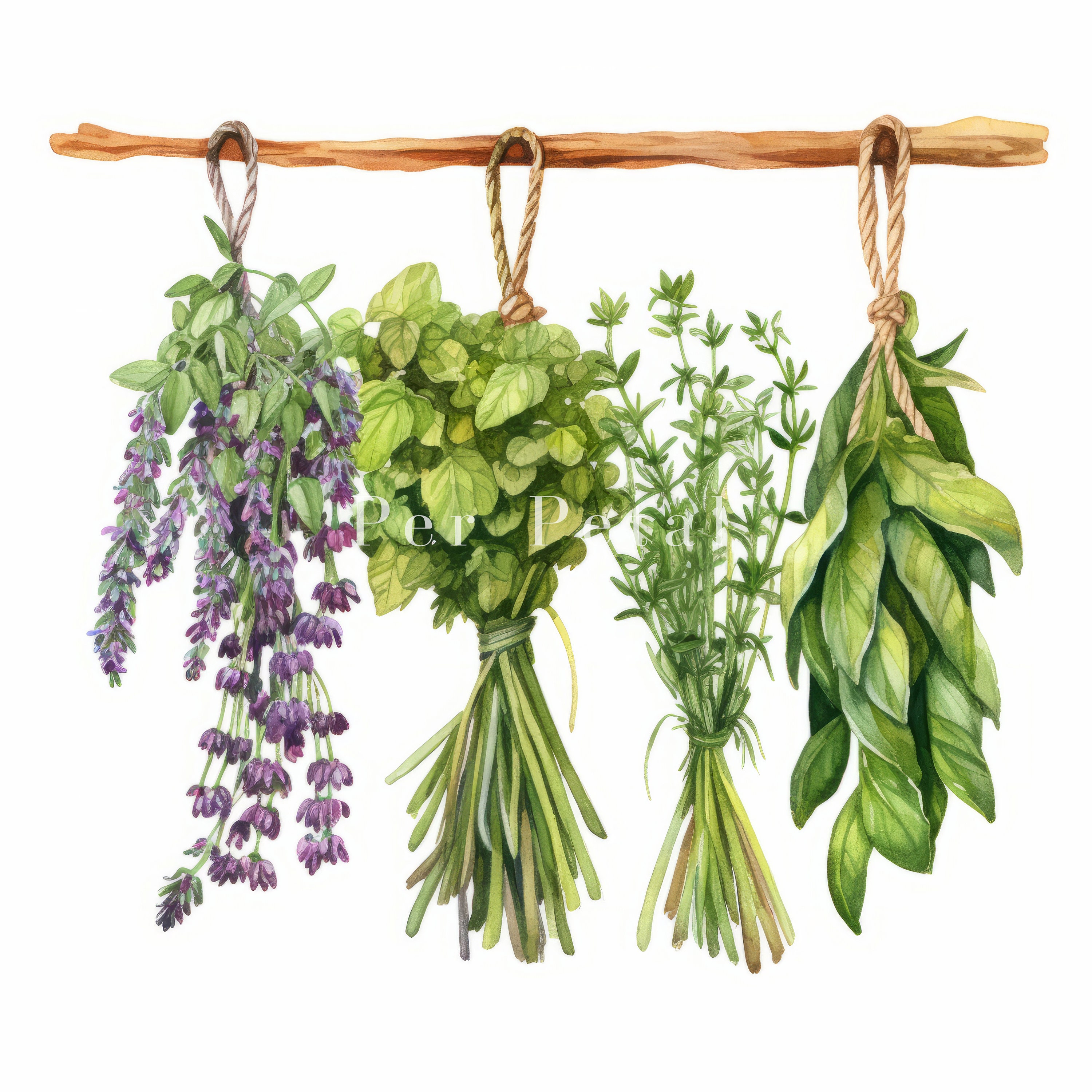 9 Watercolor Herbs Clipart Hanging Herbs Clipart Card Making Mixed ...