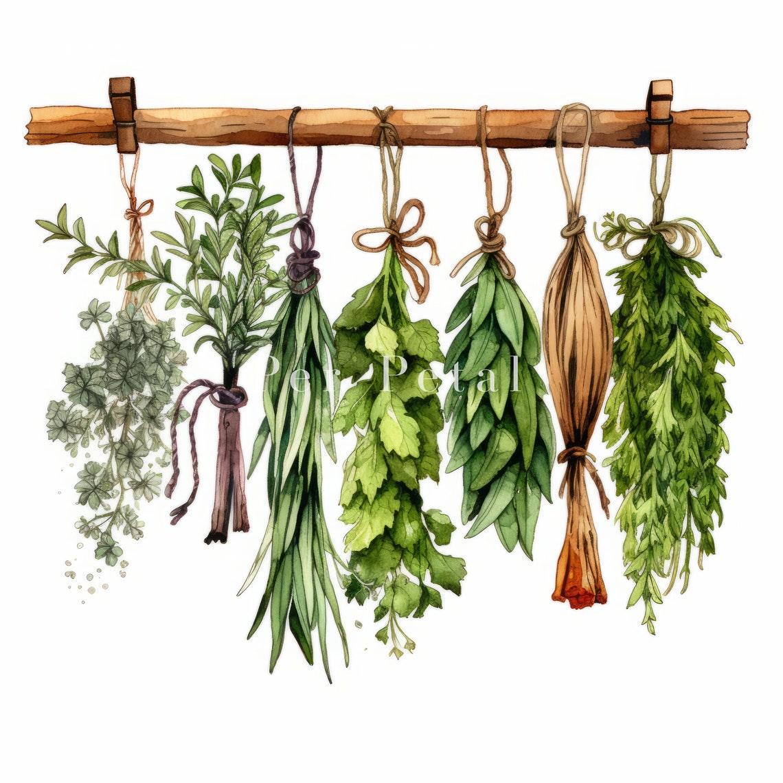 9 Watercolor Herbs Clipart Hanging Herbs Clipart Card Making Mixed ...