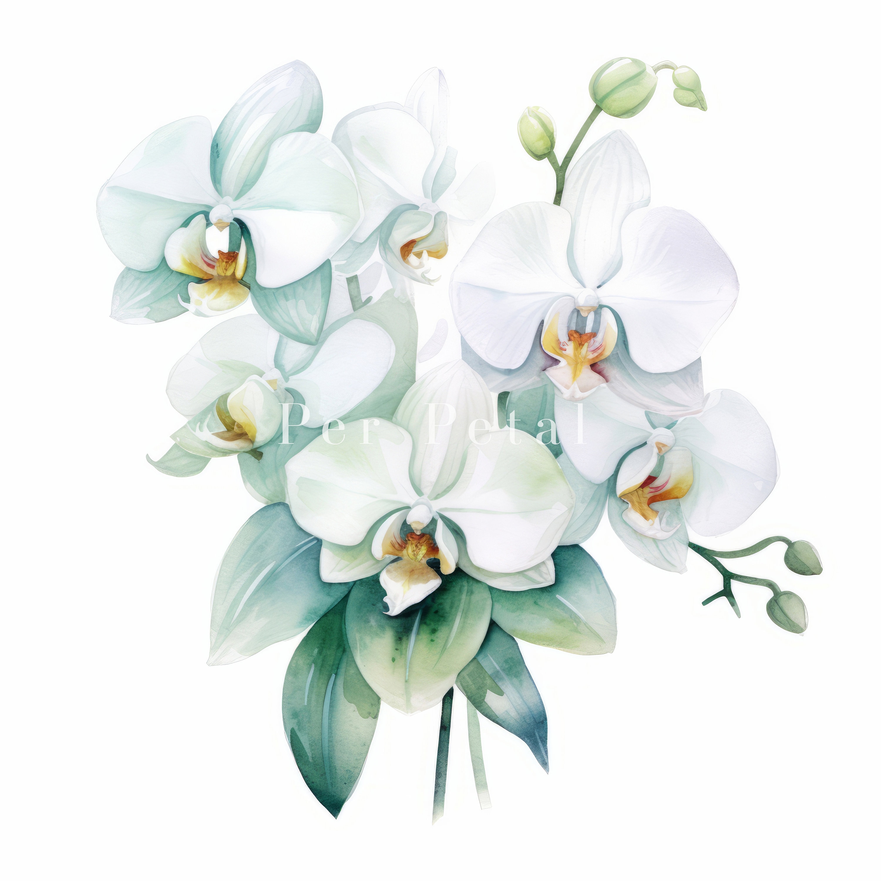 9 Watercolor White Orchid Clipart Watercolor Floral Clipart Card Making ...