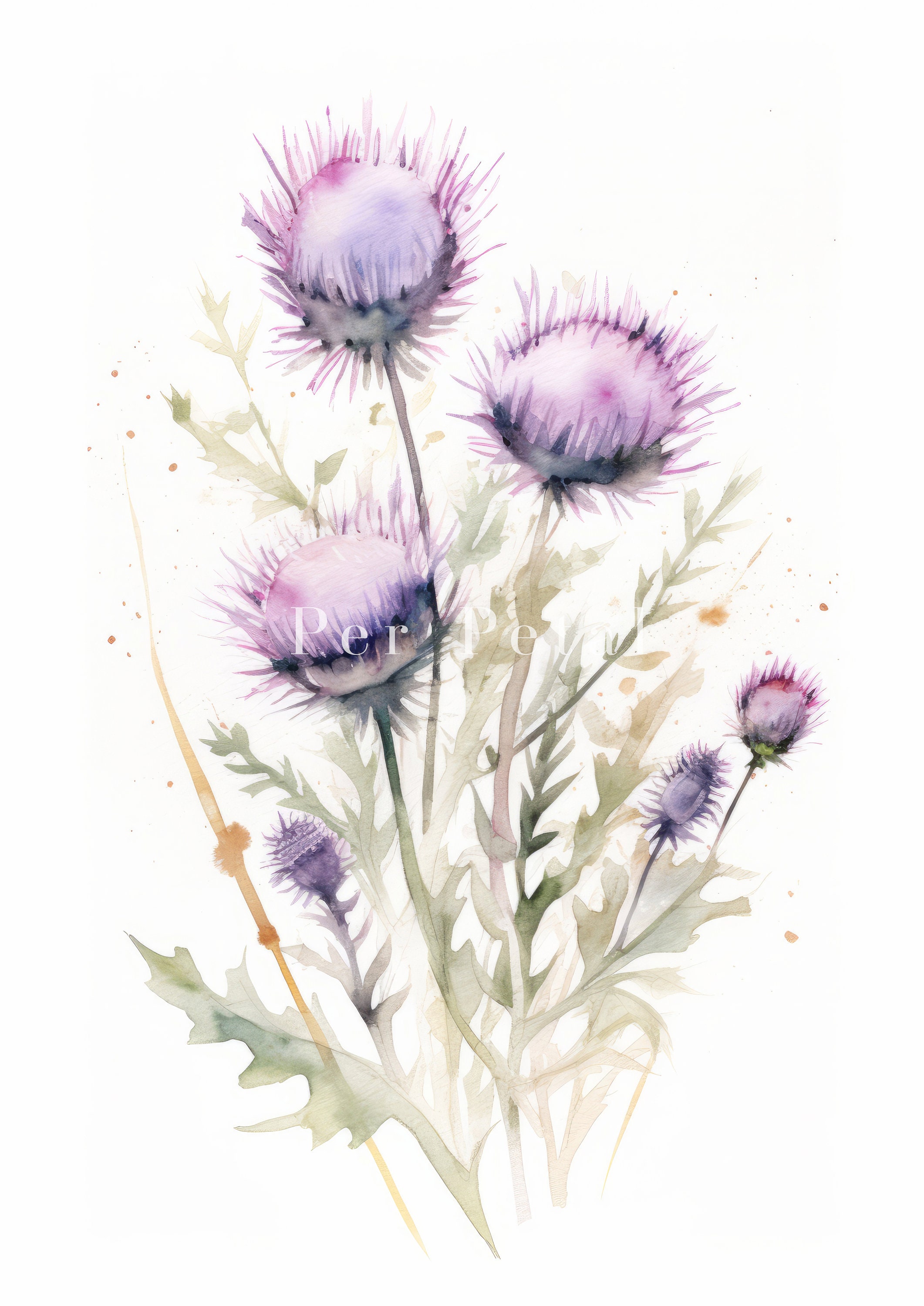 9 Watercolor Thistle Clipart Meadow Clipart Card Making Mixed Media ...