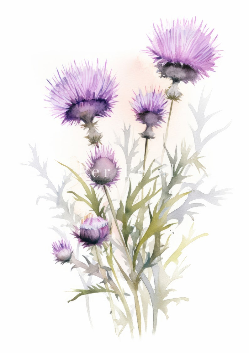 9 Watercolor Thistle Clipart Meadow Clipart Card Making Mixed Media ...