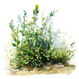 9 Watercolor Green Bush Clipart Sage Green Plants Clipart Printable ...