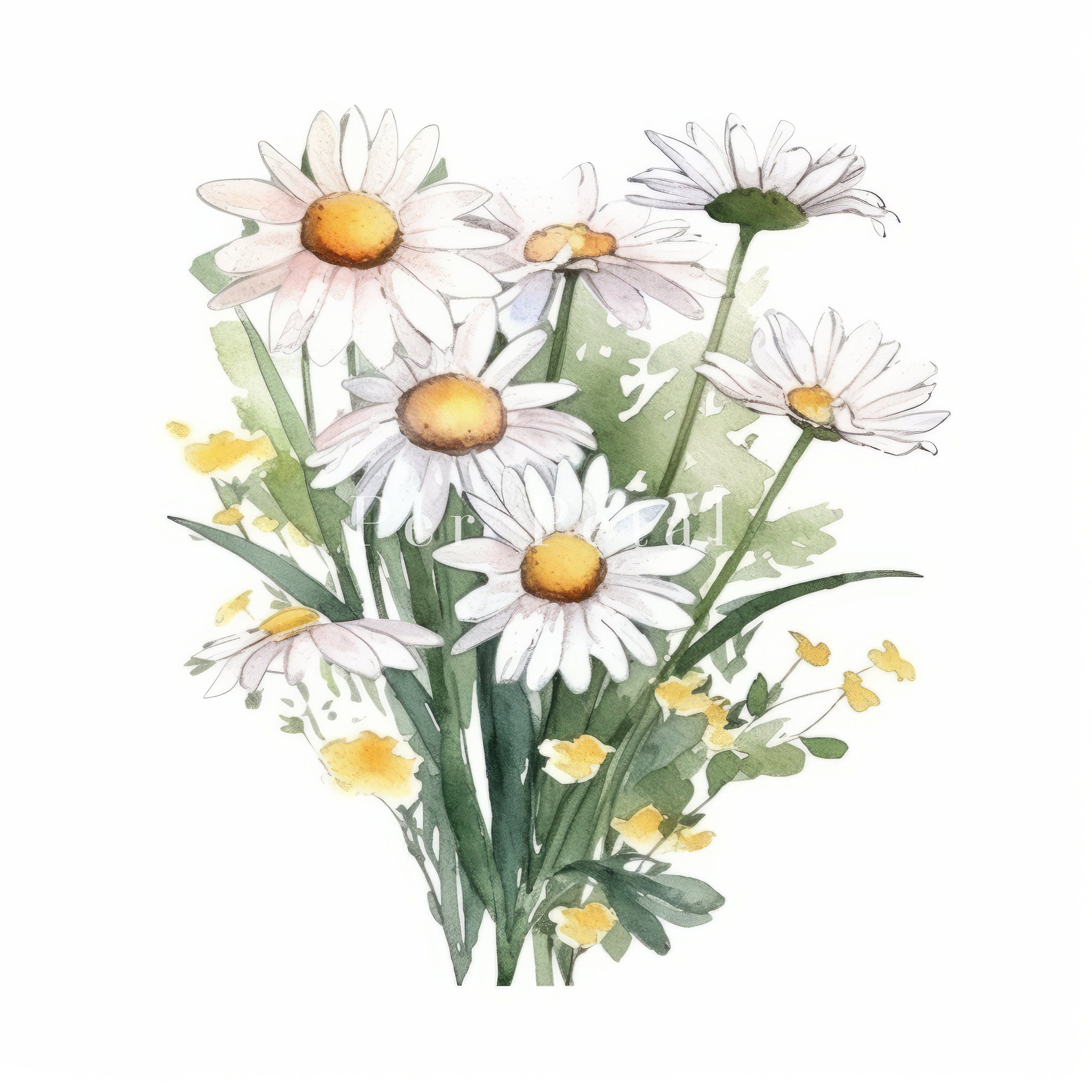 9 Watercolor Daisy Clipart High Quality Jpgs Card Making Mixed Media ...