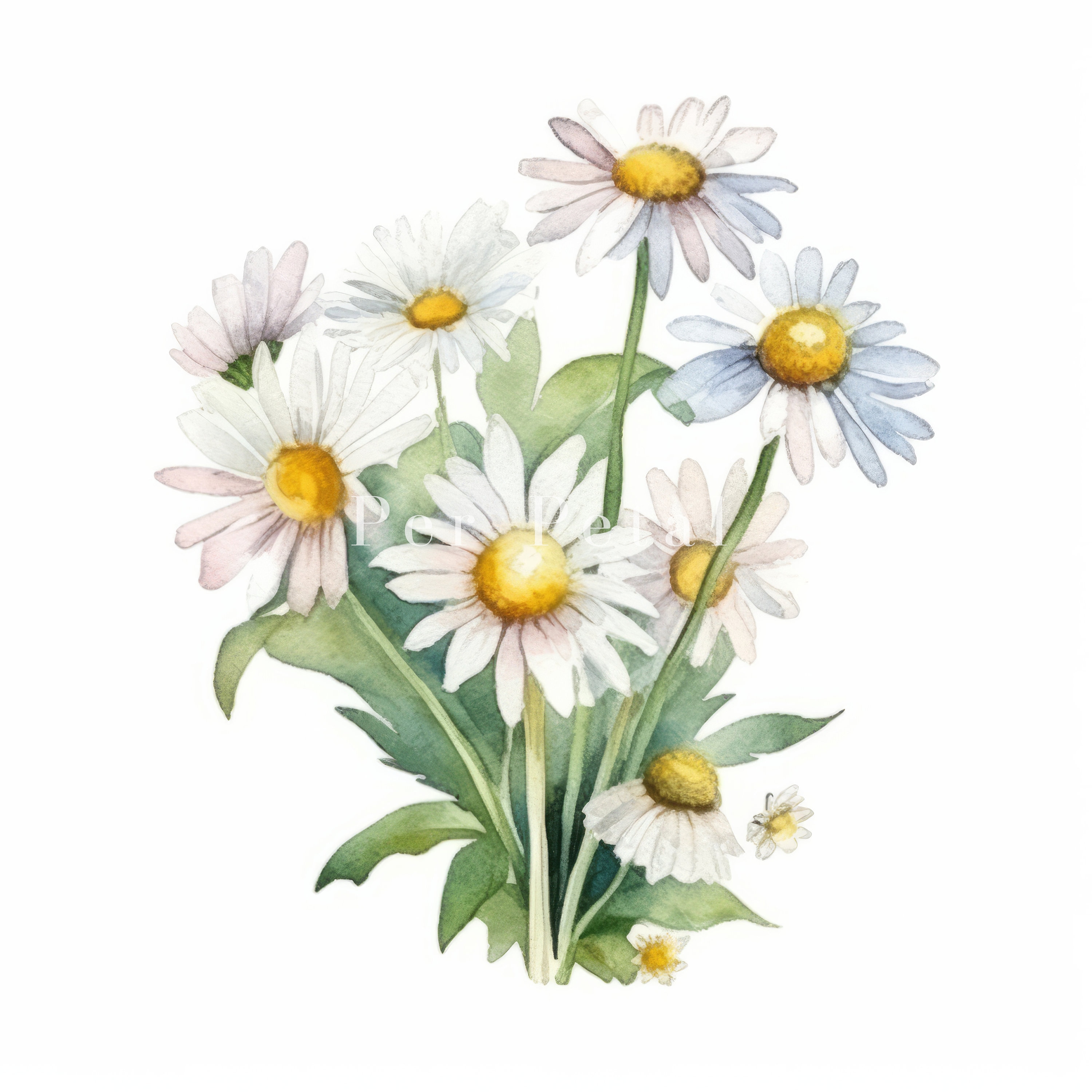 9 Watercolor Daisy Clipart High Quality Jpgs Card Making Mixed Media ...