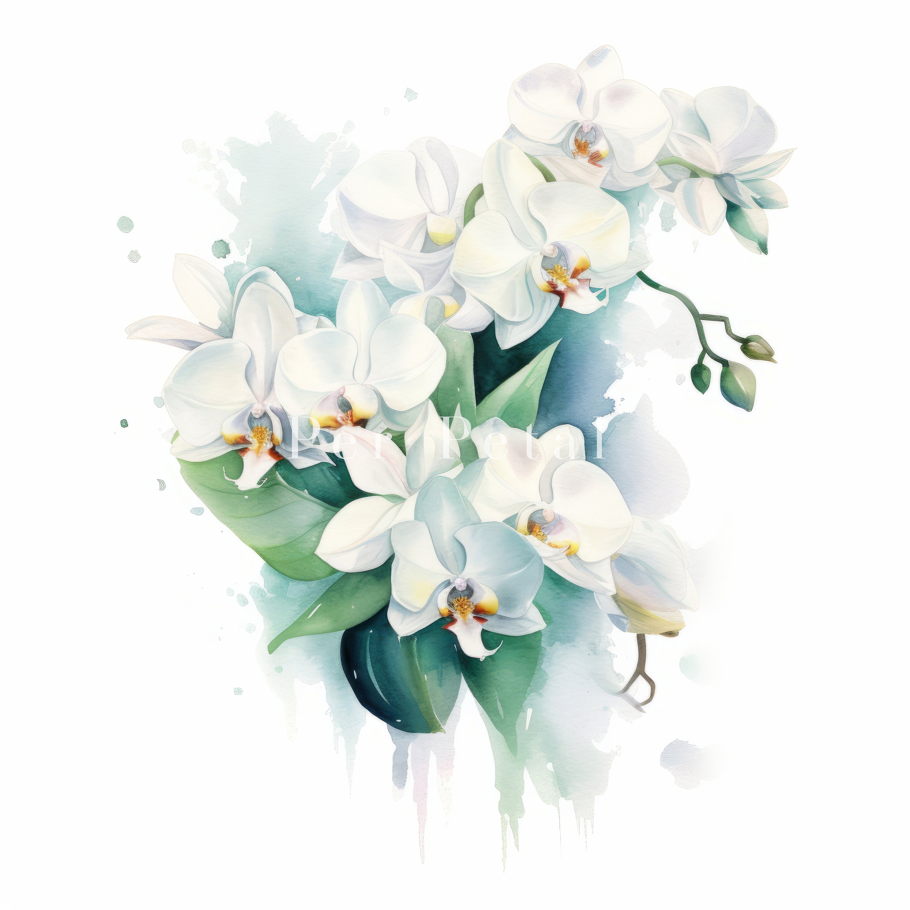 9 Watercolor White Orchid Clipart Watercolor Floral Clipart Card Making ...
