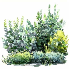 9 Watercolor Green Bush Clipart Sage Green Plants Clipart Printable ...
