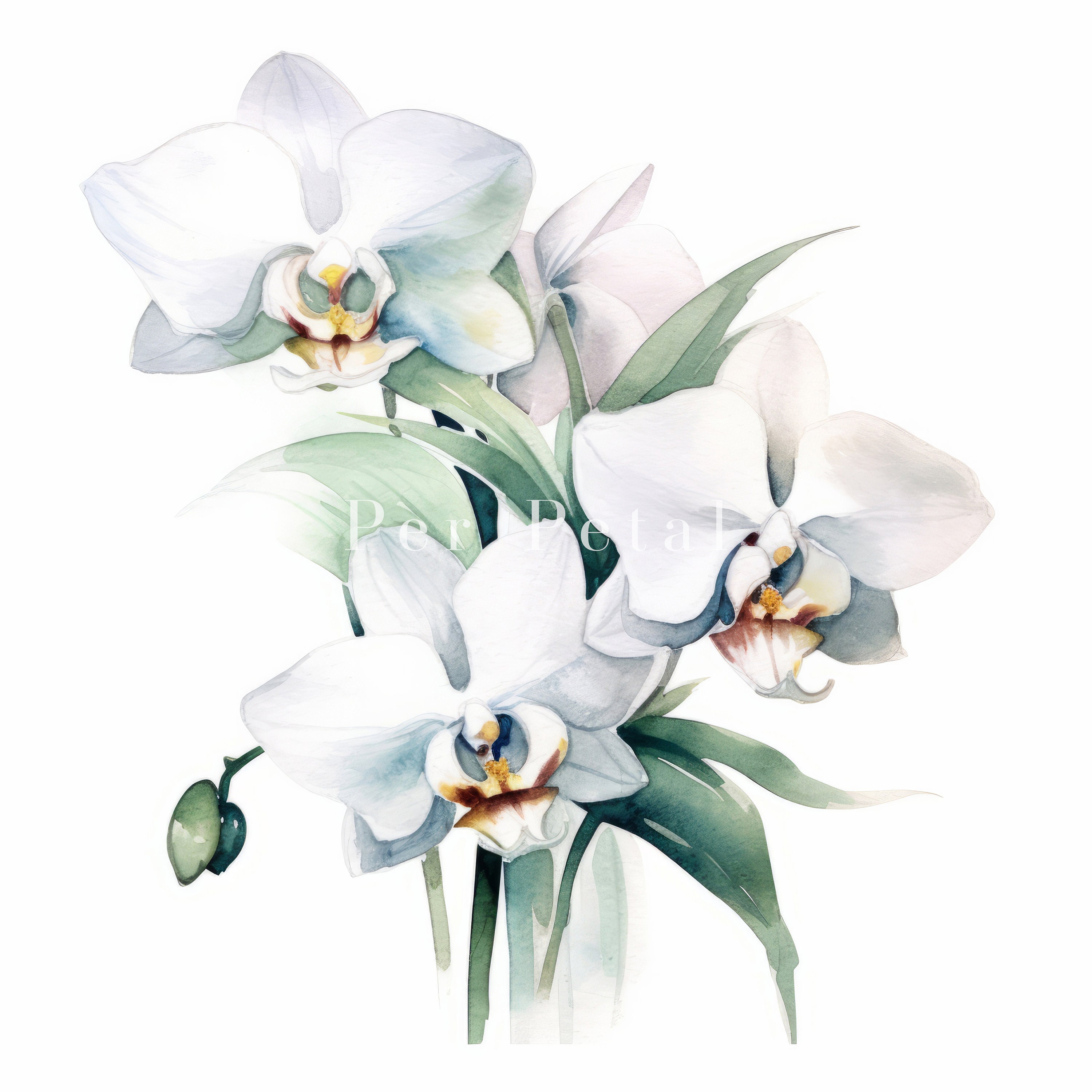 9 Watercolor White Orchid Clipart Watercolor Floral Clipart Card Making ...