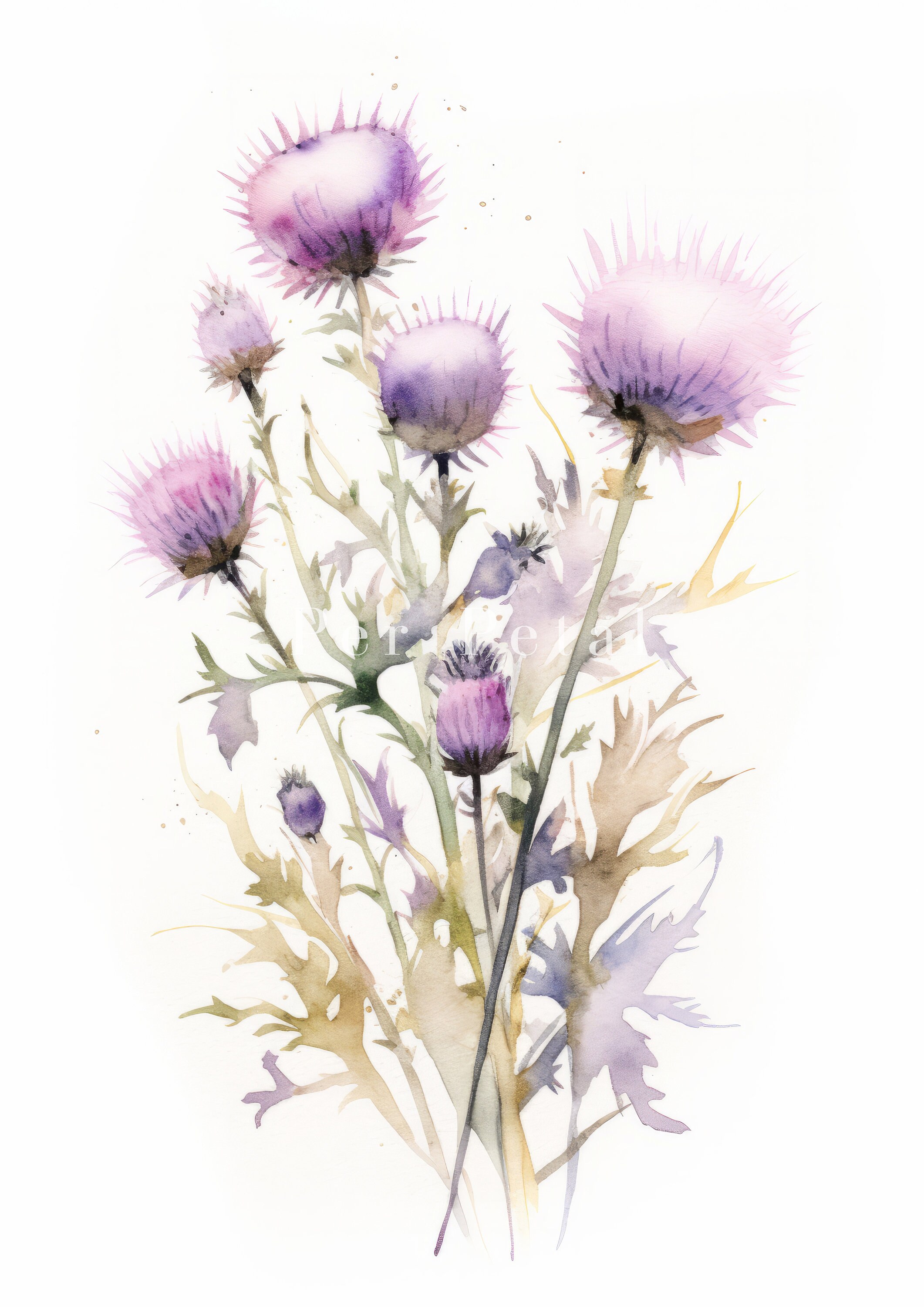 9 Watercolor Thistle Clipart Meadow Clipart Card Making Mixed Media ...