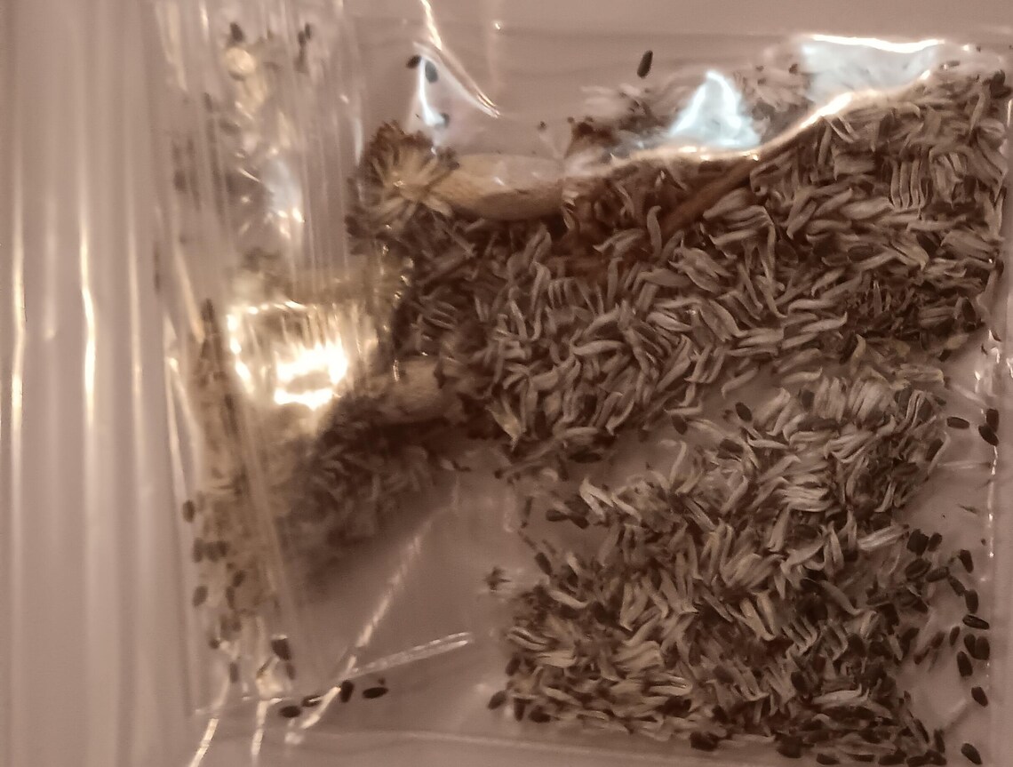 Toothache Plant Seeds, Herb, Medicinal Seeds - Etsy