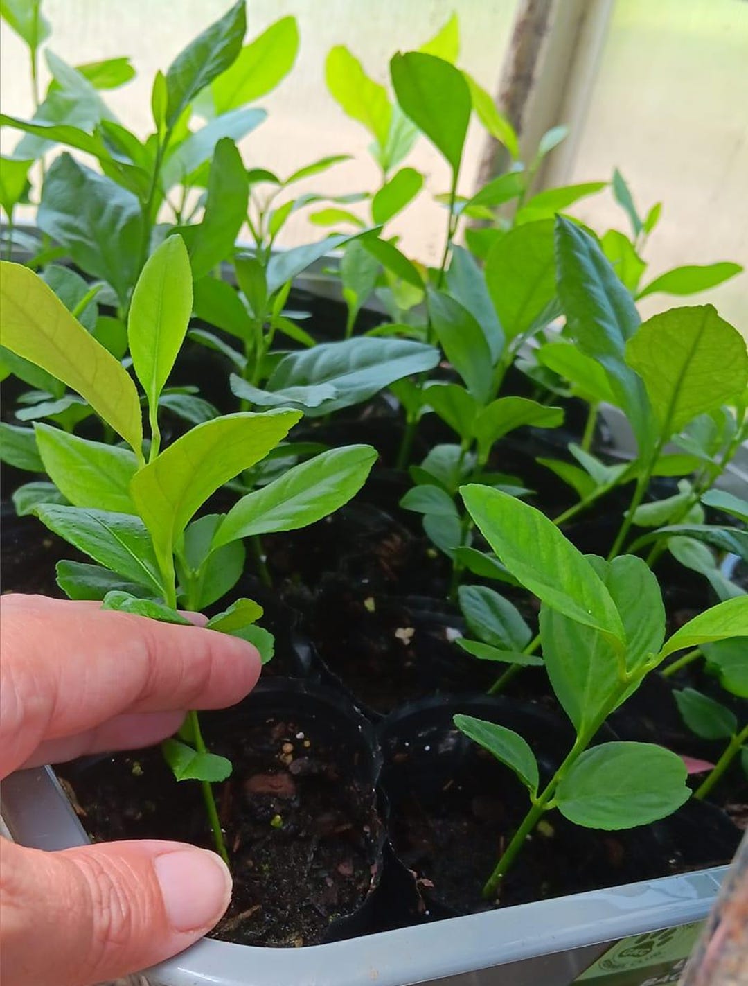 Lemon Tree, Meyer Lemon Seedling NOSHIP TO CALIFORNIA - Etsy
