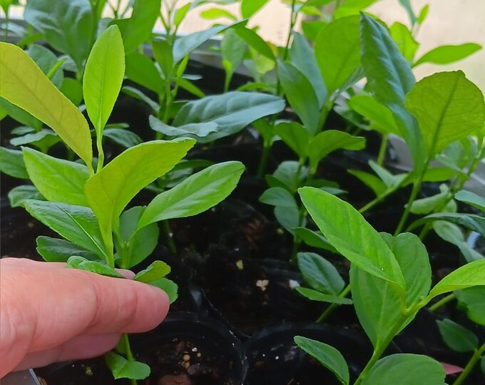 Lemon Tree, Meyer Lemon Seedling NOSHIP TO CALIFORNIA - Etsy