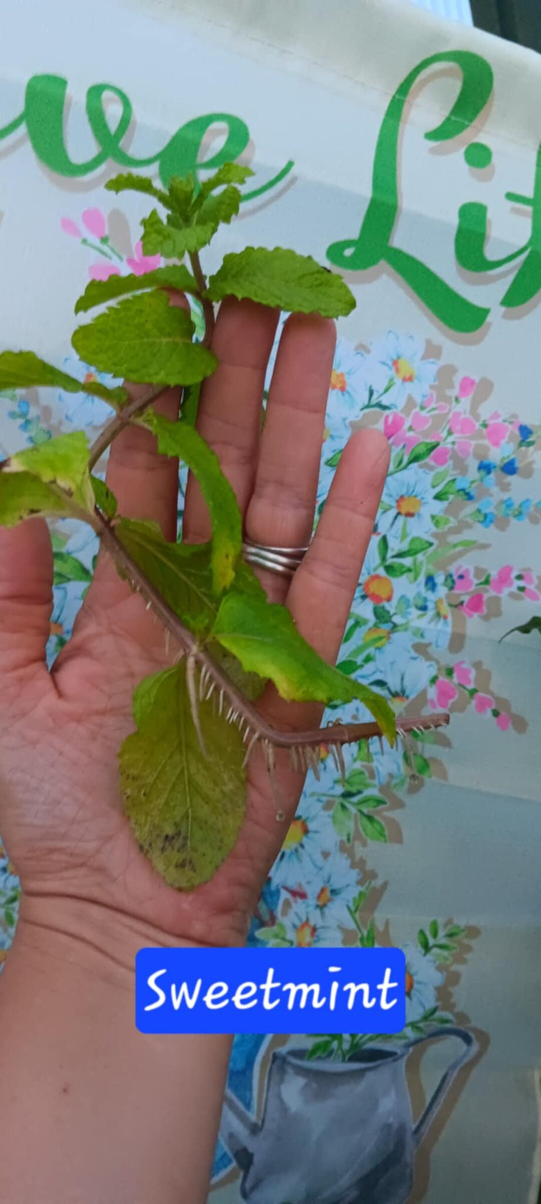 Sweet Mint Live Plant, Mentha X Suavis, Rooted Cutting - Etsy