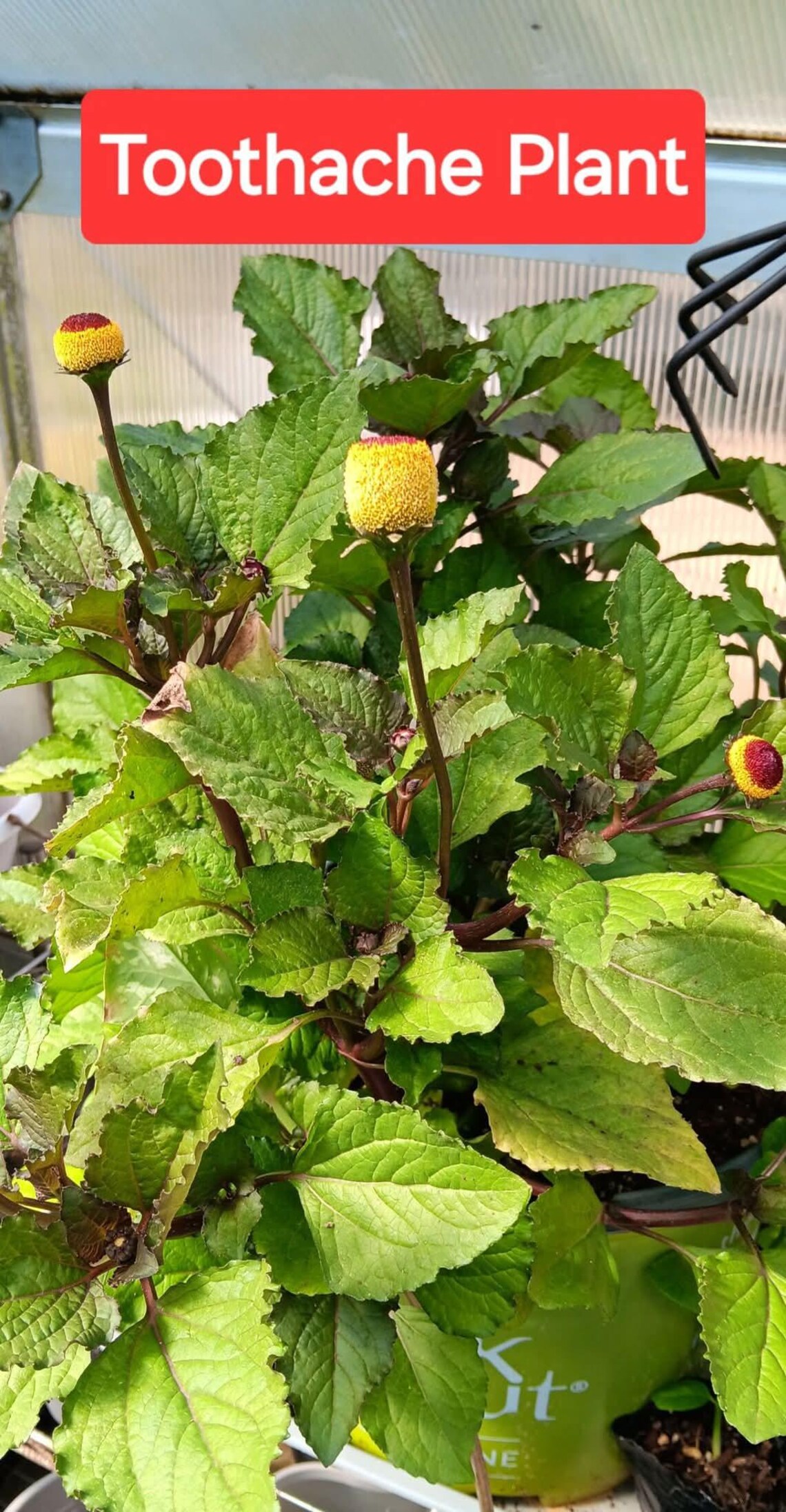 Toothache Plant Seeds, Herb, Medicinal Seeds - Etsy