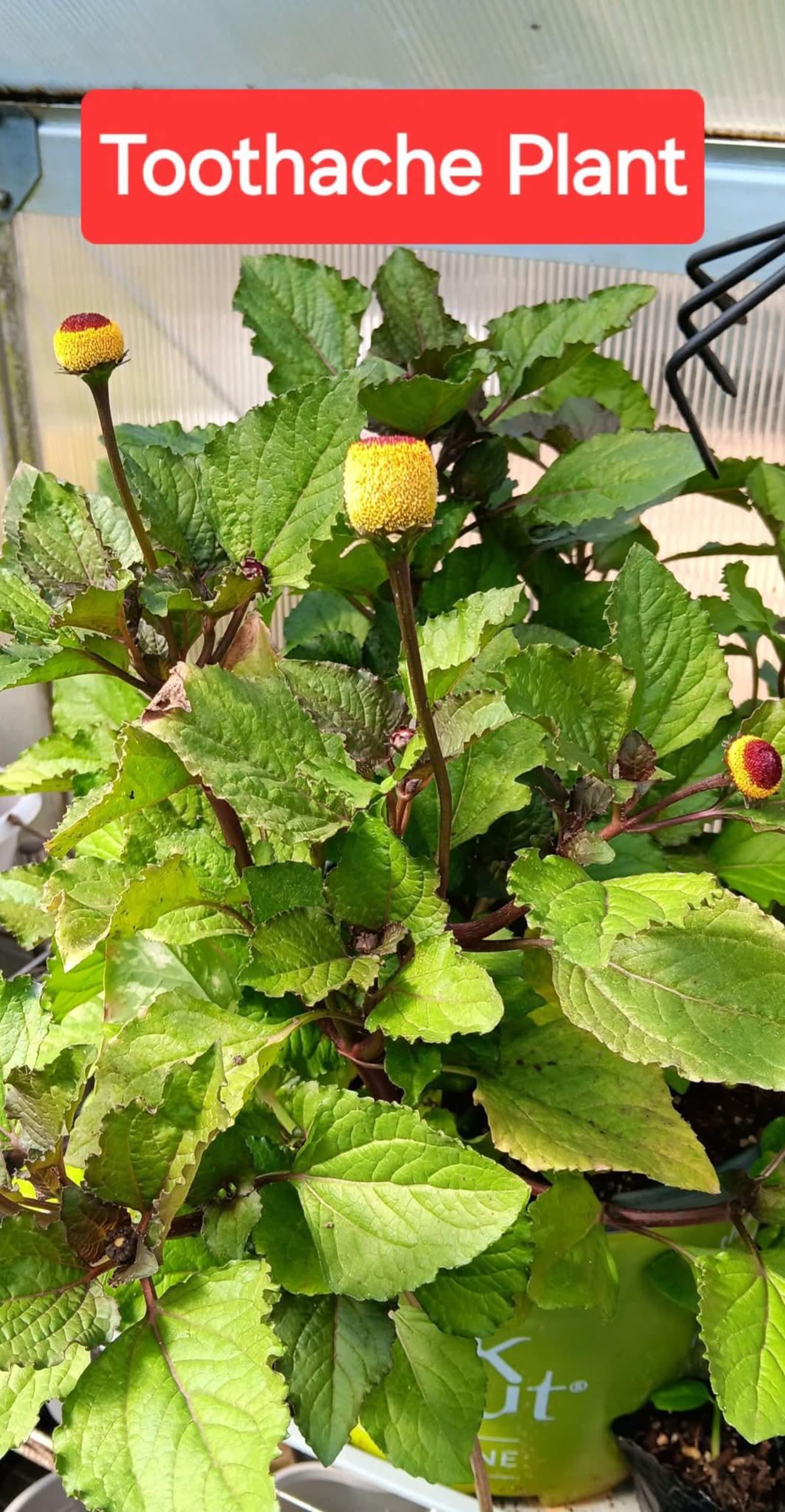 Toothache Plant Seeds, Herb, Medicinal Seeds - Etsy