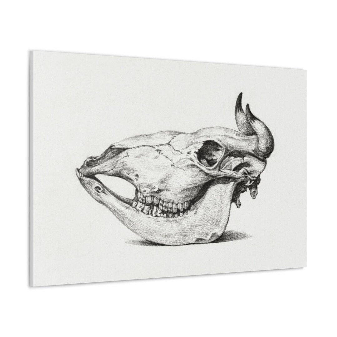 Wild Animal Skull Side Canvas - Etsy