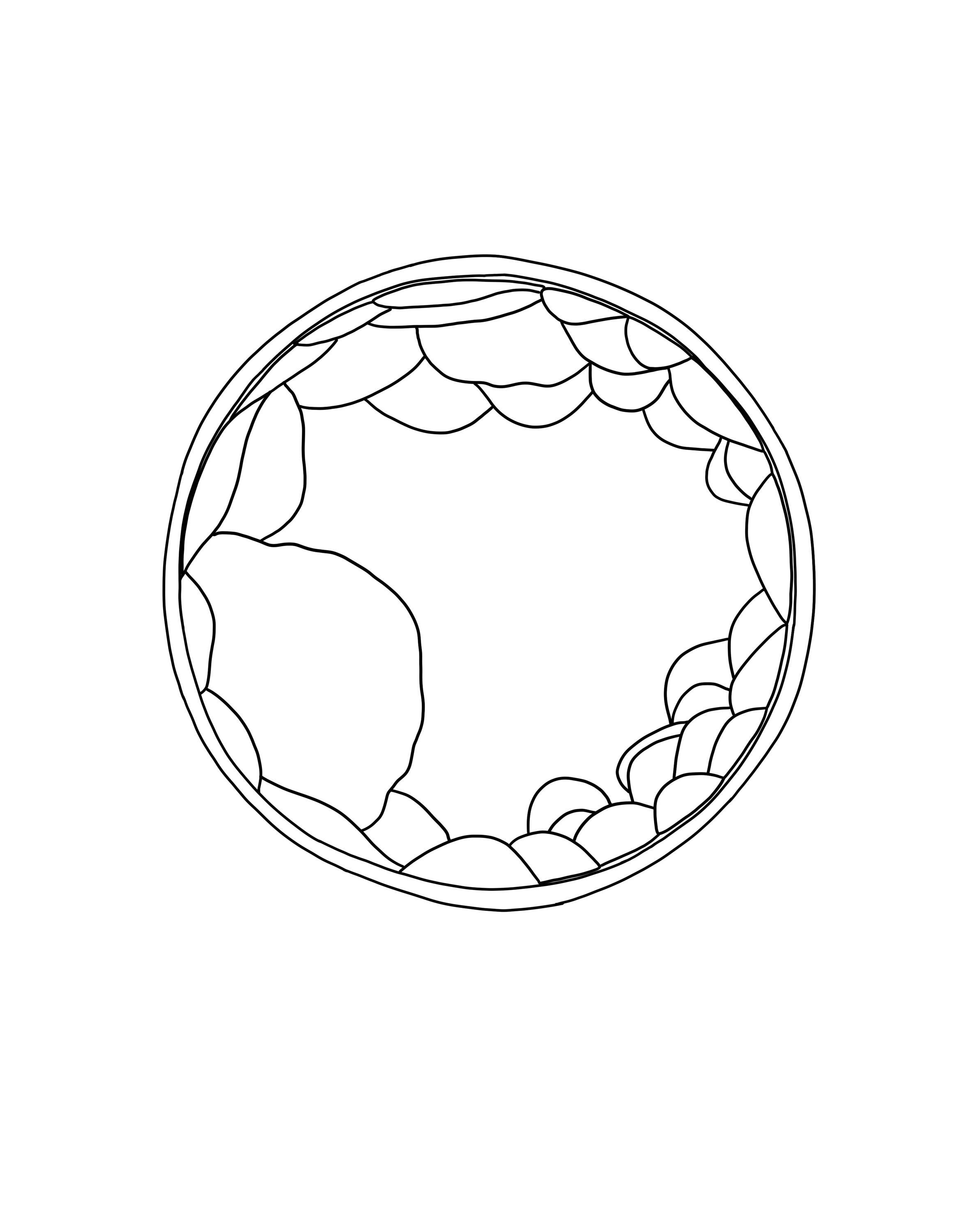 Custom Digital Embryo Print, Custom Embryo Line Drawing, Embryo Art ...