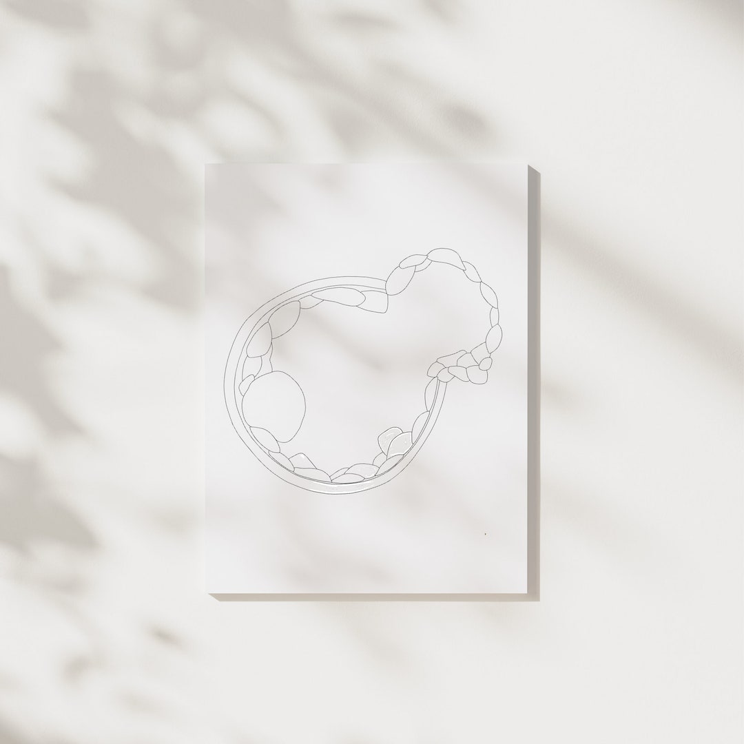 Custom Embryo Line Drawing Embryo Art Digital Embryo - Etsy