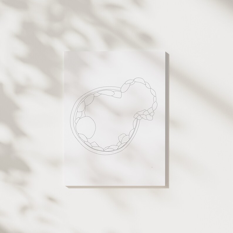 Custom Embryo Line Drawing Embryo Art Digital Embryo - Etsy