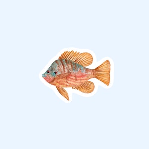 Fish Sticker, Sunfish Sticker, Pumpkinseed Fish, Orange Fish, Biology ...