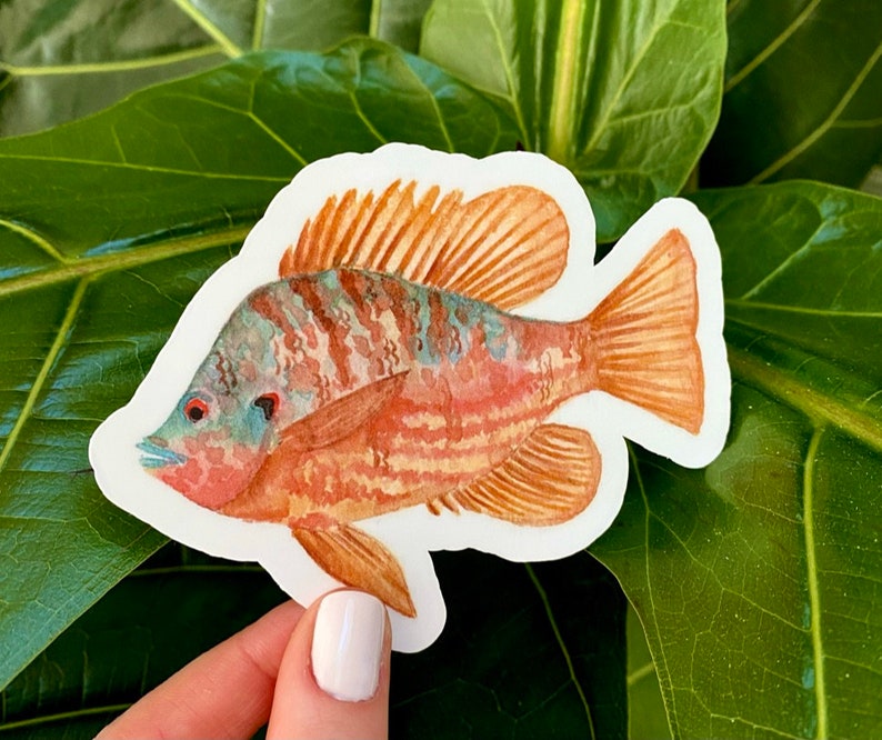Fish Sticker, Sunfish Sticker, Pumpkinseed Fish, Orange Fish, Biology ...