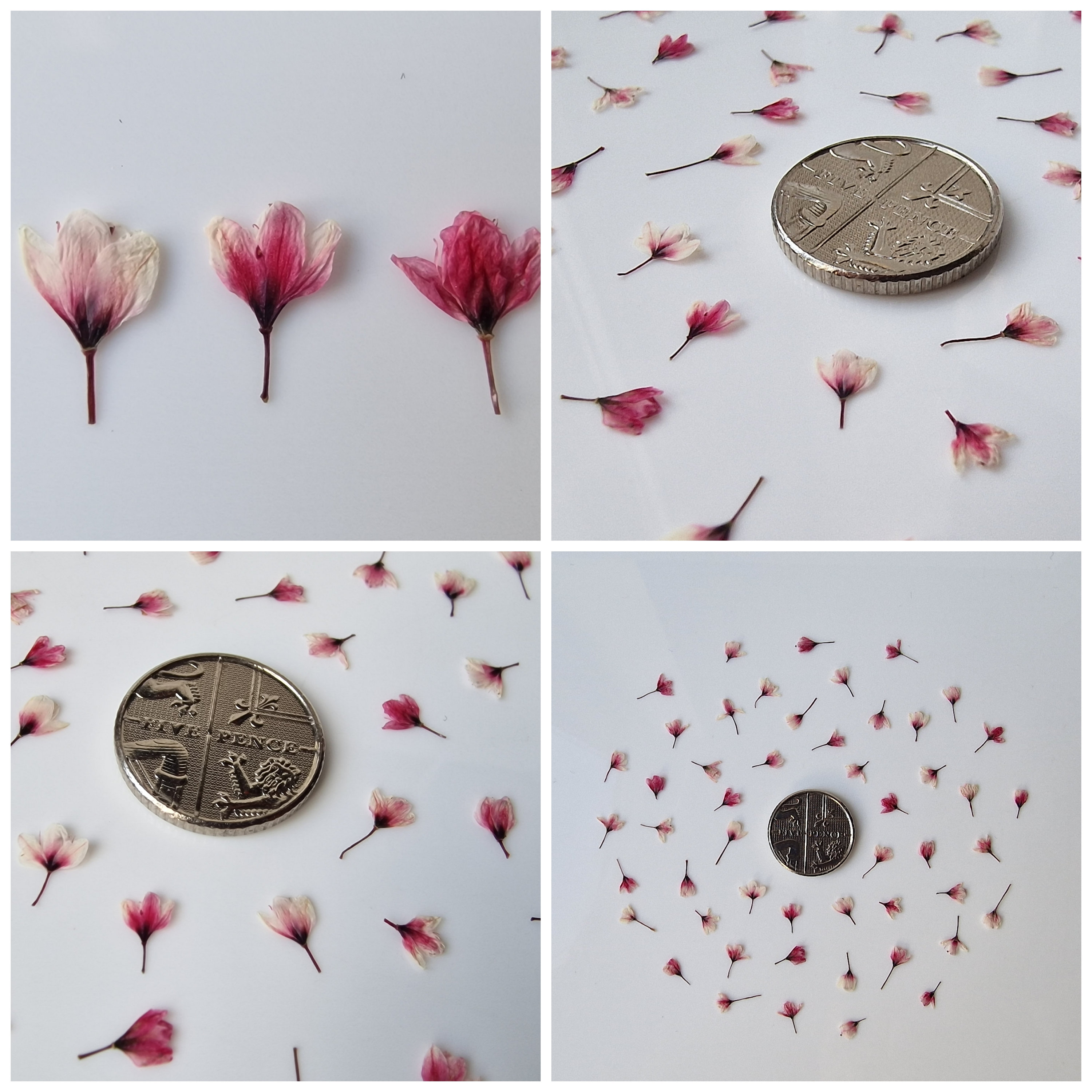 Pressed Tiny Japanese Blossoms - Etsy