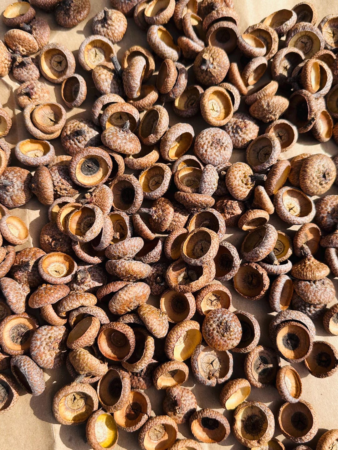 100 Acorn Caps for Crafts, Natural Decor, Wedding Decor, Christmas and ...