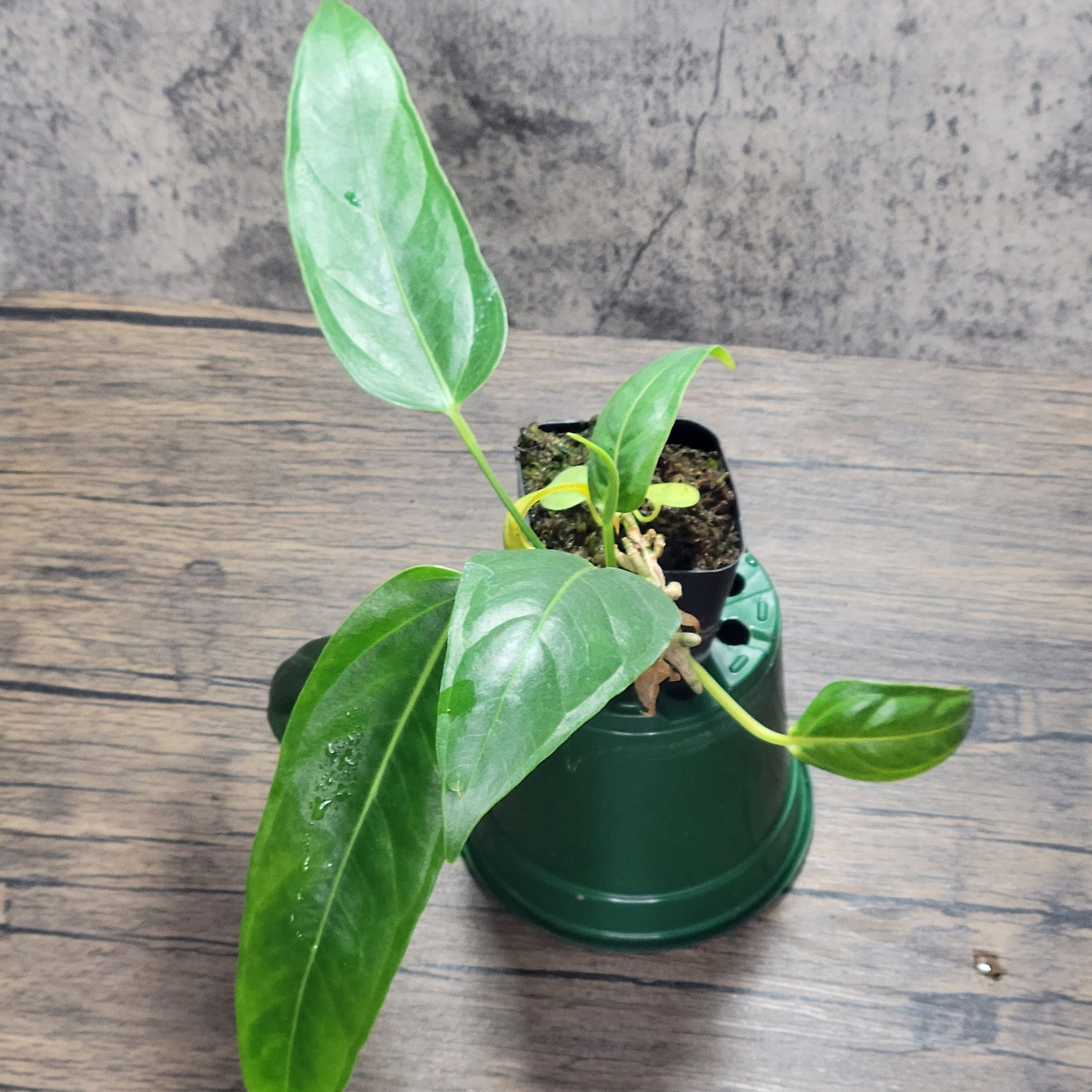 Anthurium Spectabile - Etsy