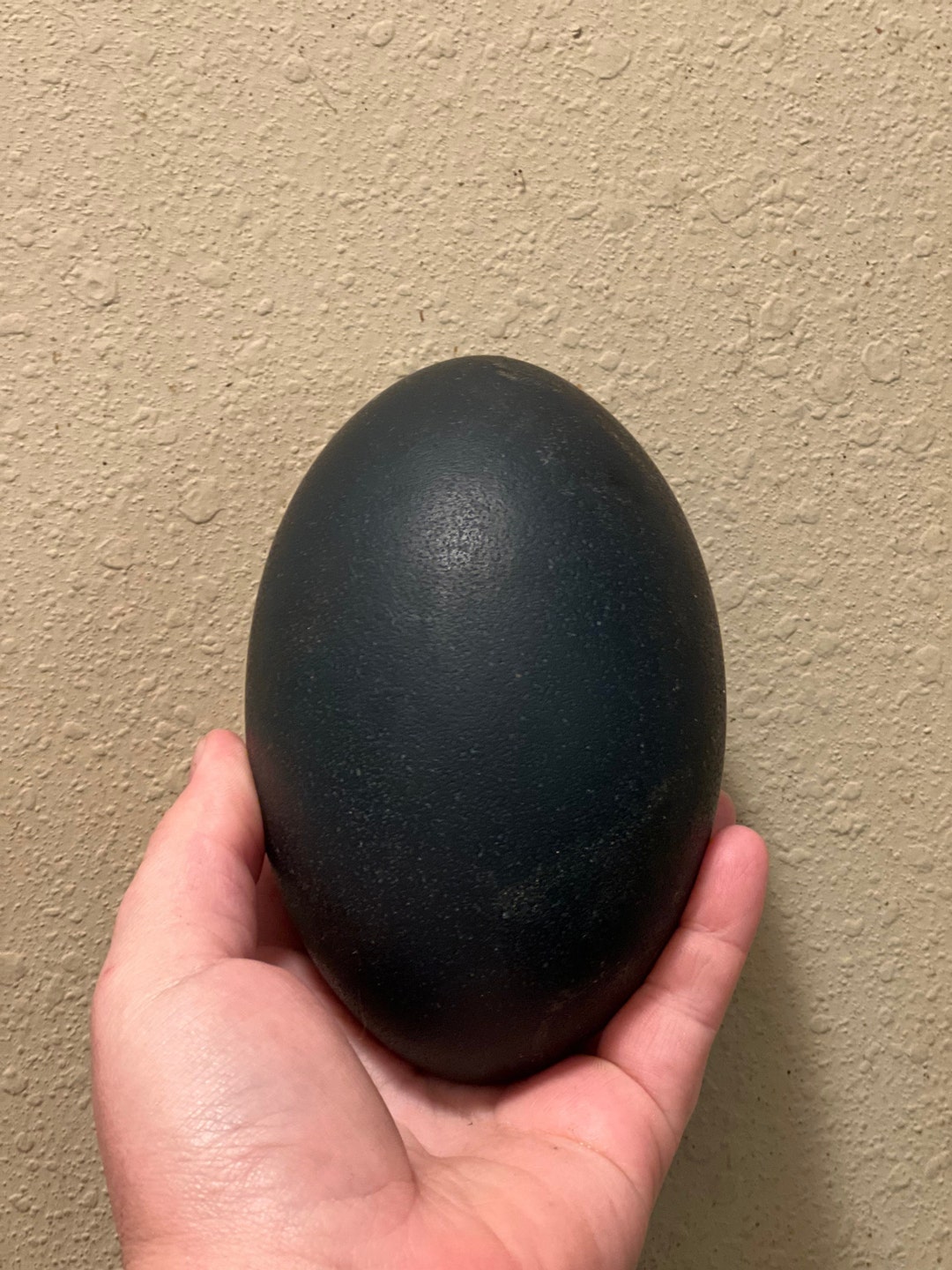 Dried Emu Egg - Etsy