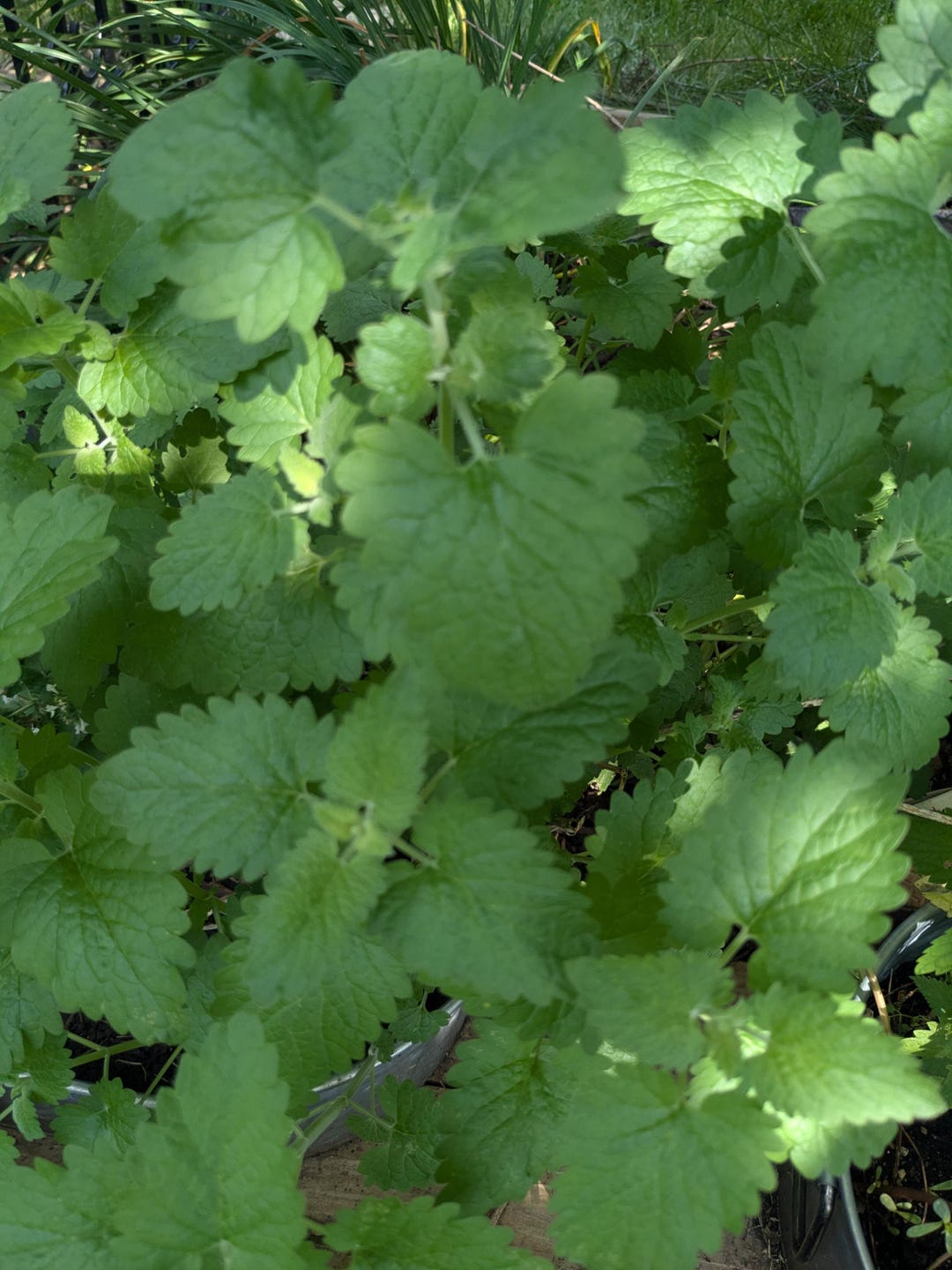 Catnip Buds and Leaves Organic Air Dried Homegrown 1 Oz - Etsy