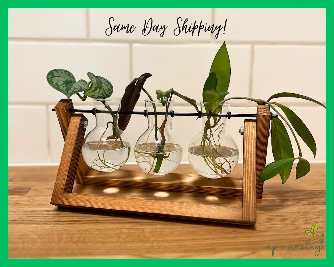Plant Propagation Station for Plant Lovers Gift Home Decor Unique Plant ...