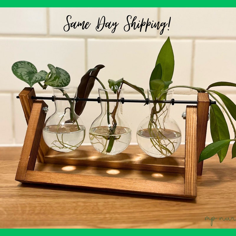Propagation Vase - Etsy