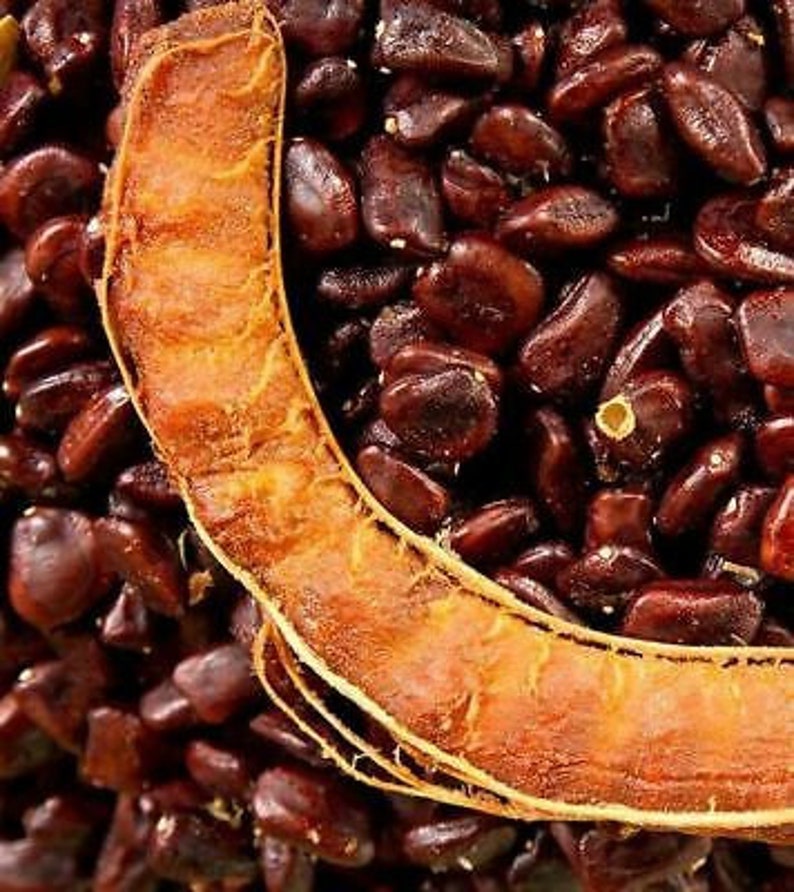 Organic Tamarind Seeds, Tamarindus Indica, Wild Tamarind Seeds ...