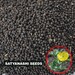 Satyanashi Seeds, Argemone Mexicana Seeds, Mexican Prickly Poppy ...
